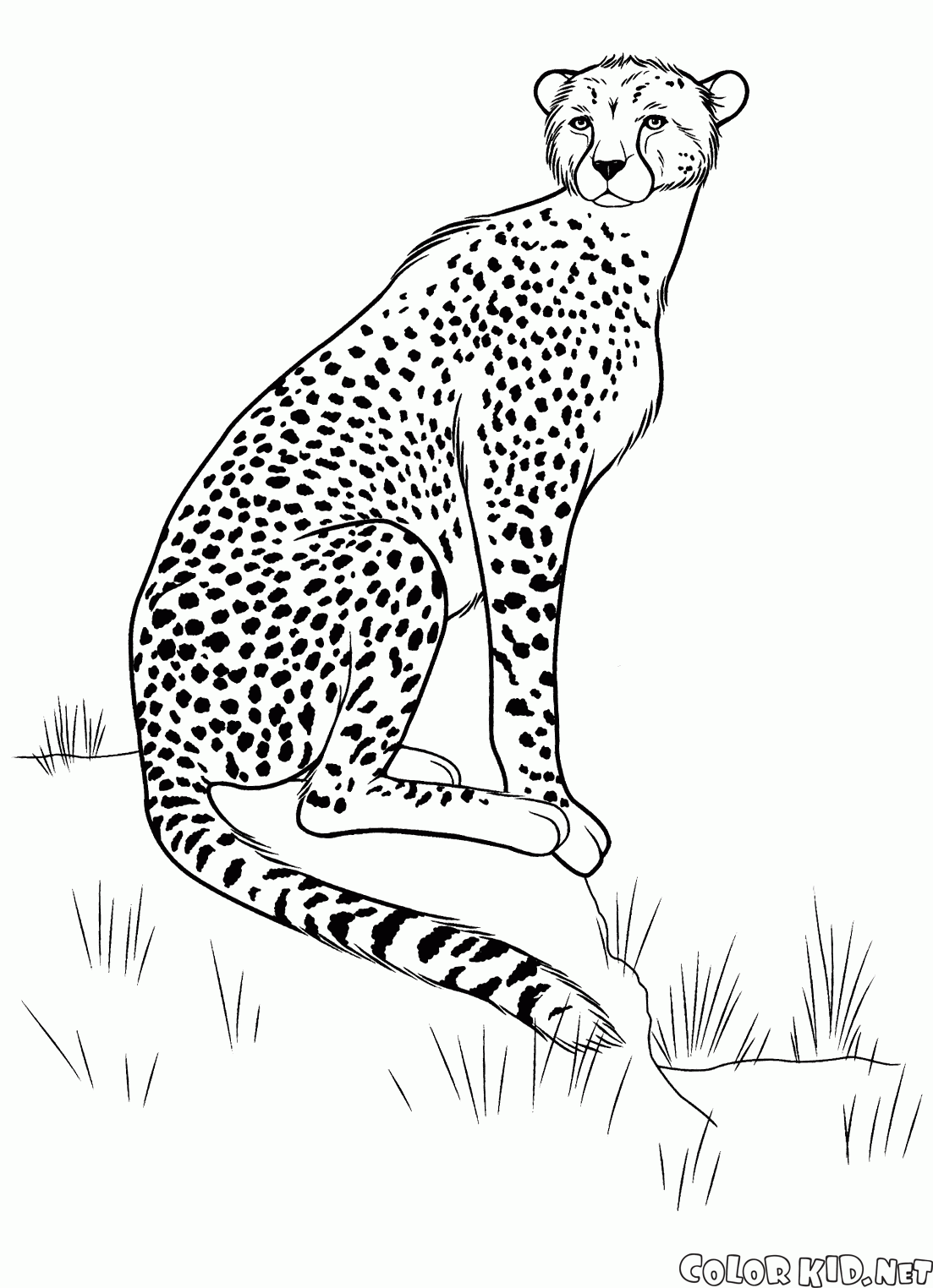 Disegni Da Colorare Cheetah Sulla Caccia Disegni Da Colorare Cheetah Sulla Caccia